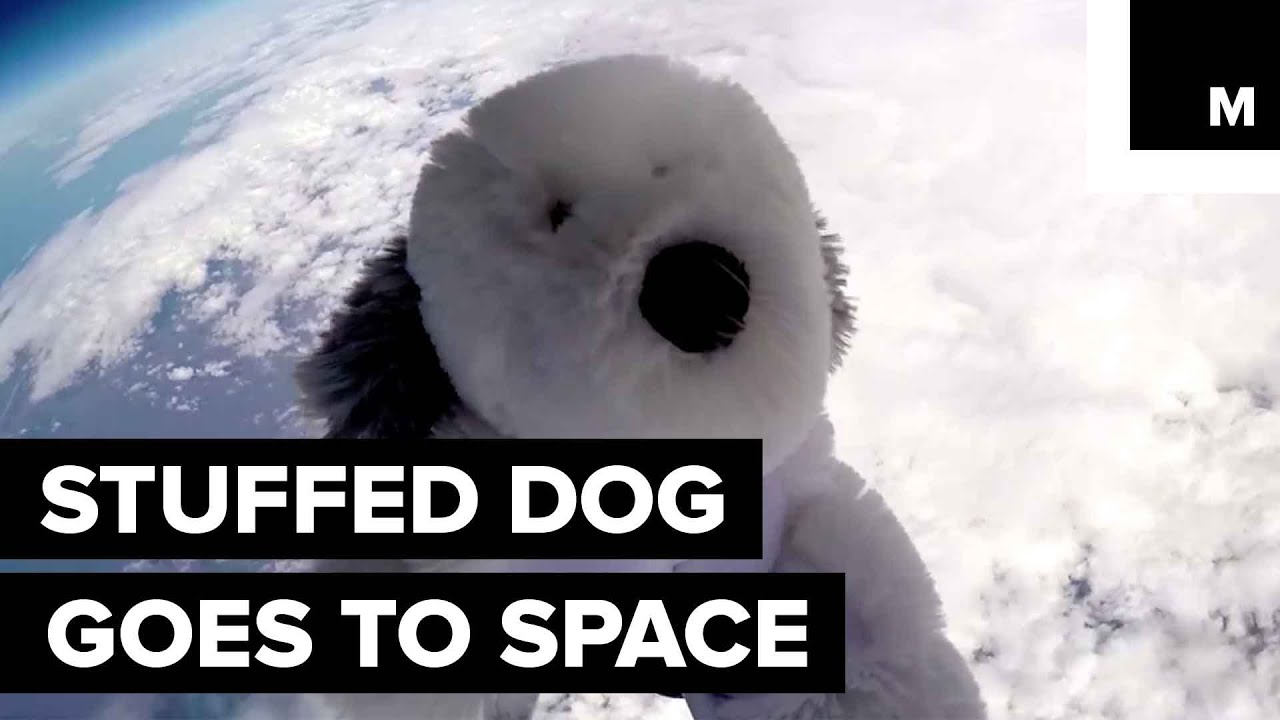 Sam the Stuffed Dog Goes Missing in Space - YouTube