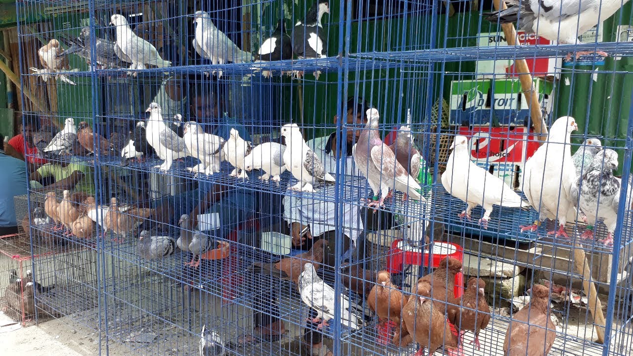 pigeons market.net | pigeon | pigeon videos | pigeon robin | কবুতর ...