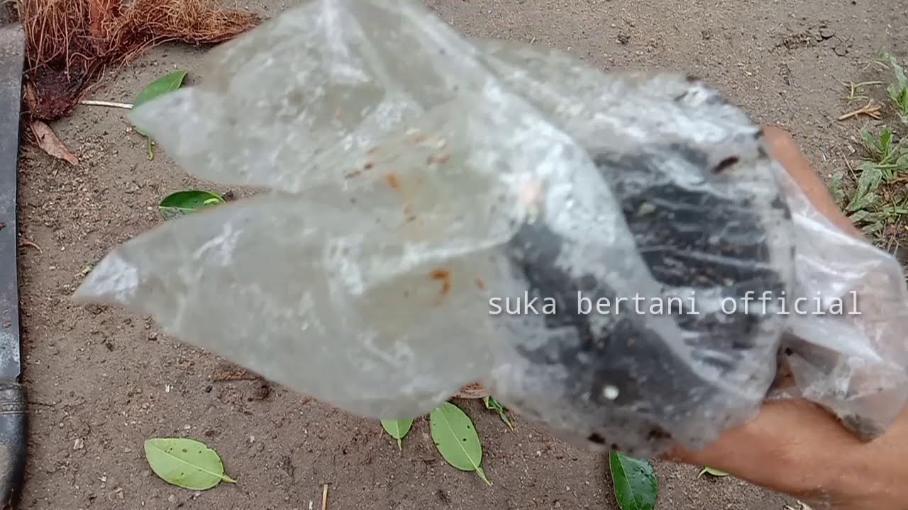 Cara menumbuhkan akar jeruk nipis tanpa cangkok - YouTube