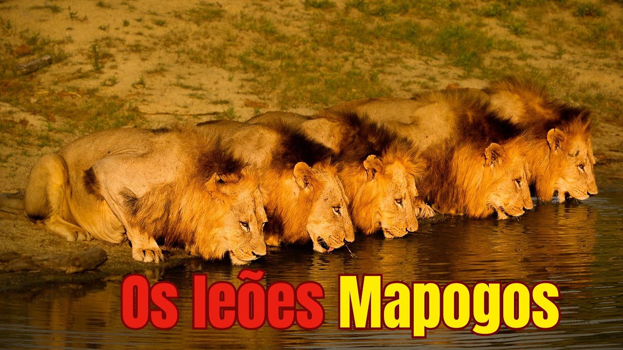 Os leões Mapogos, ou Mapogo Lions, - YouTube
