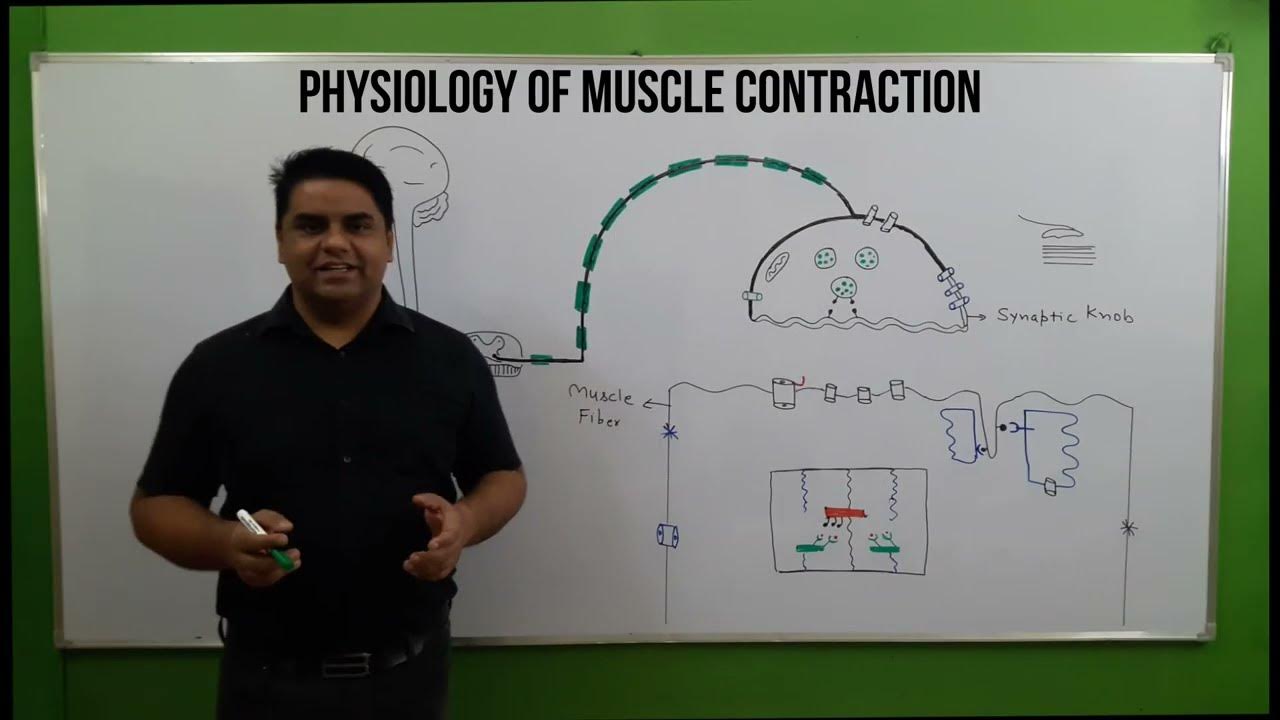 Physiology of Muscle Contraction || Neuromuscular Junction || Mechanism ...