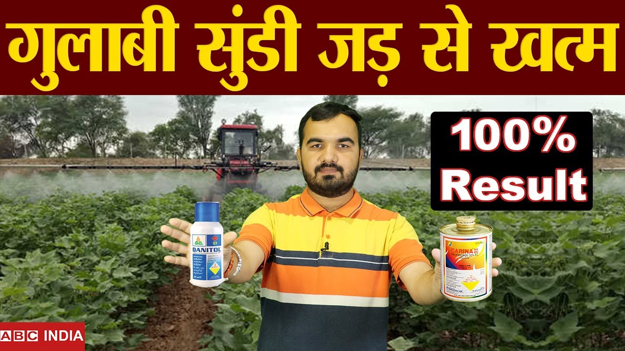 गुलाबी सुंडी पर करे ये दवाई ।Cotton pesticide 2022 | Gulabi sundi spray ...