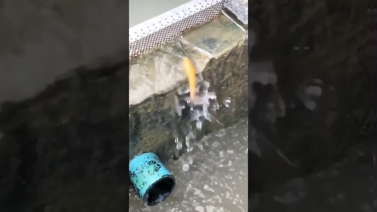 fish climbing a wall - YouTube