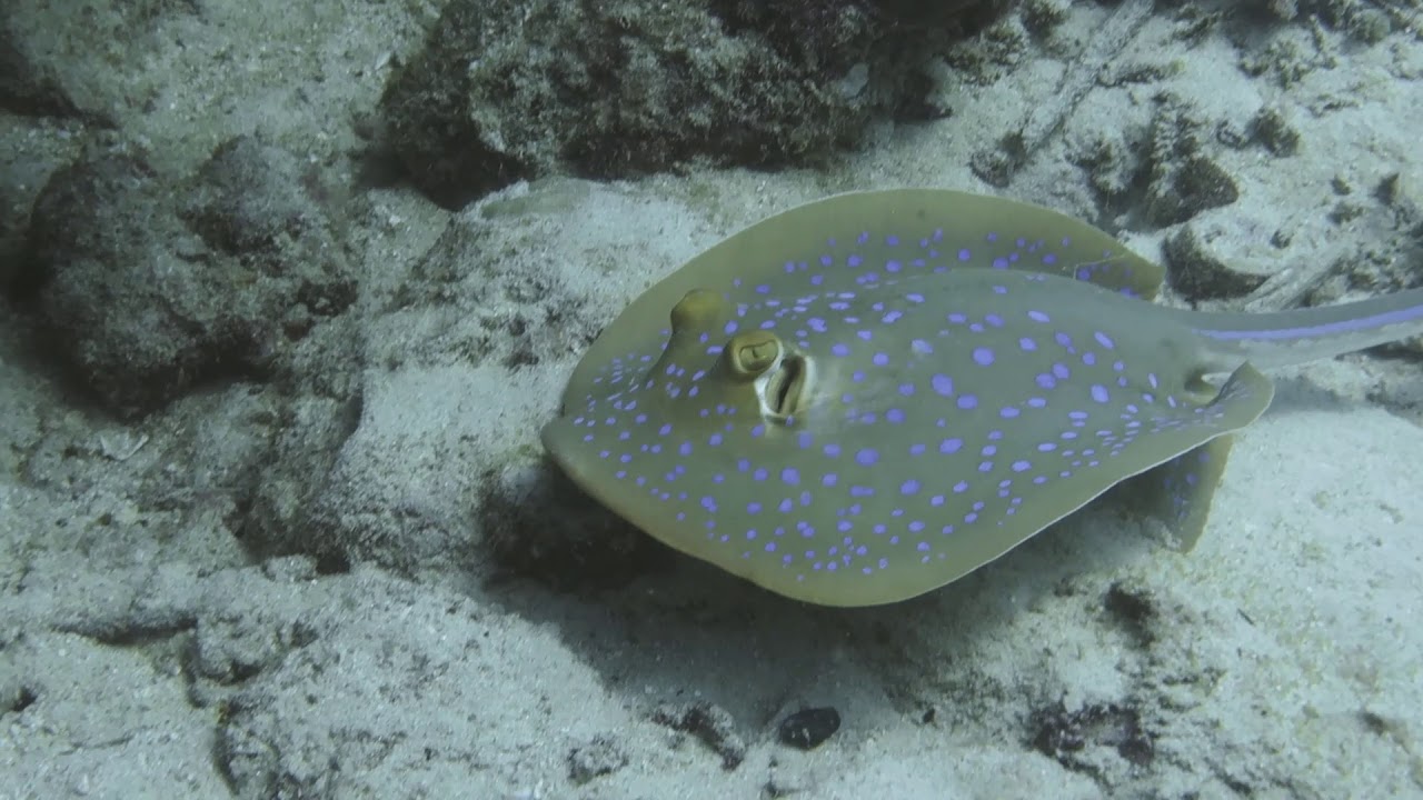 House Reef Side @ Redang ver2 - YouTube