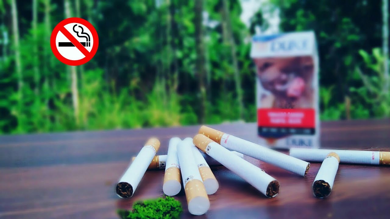 ശ്വാസകോശം സ്പോഞ്ച് പോലെയാണ്.... | Smoking Experiment For Science Fair ...