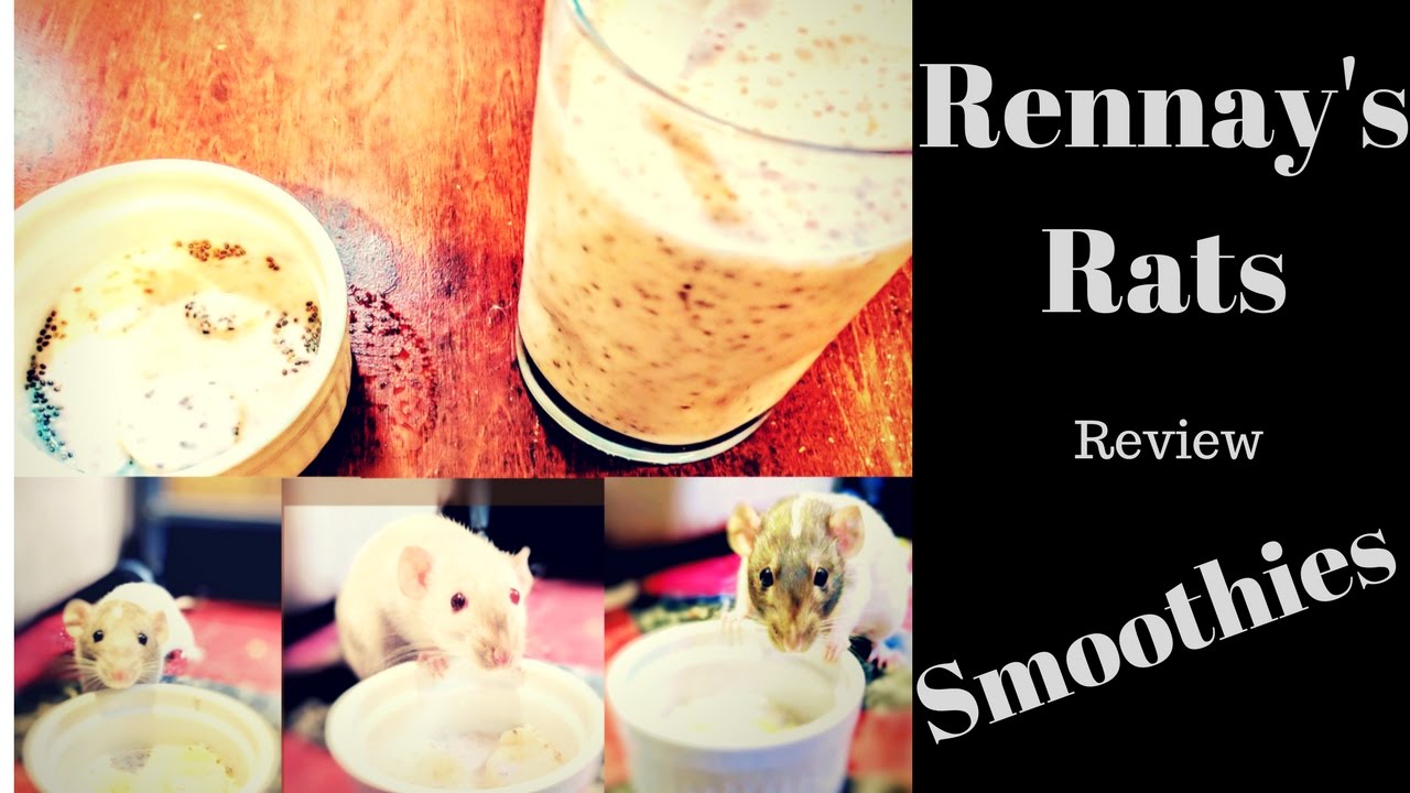 Rennay's Rats Review Smoothies - Pet Rat Bella enjoys some banana ...