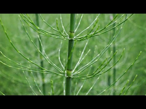 EQUISETO DEI CAMPI - CODA CAVALLINA - FUSTO FERTILE - STROBILO ...