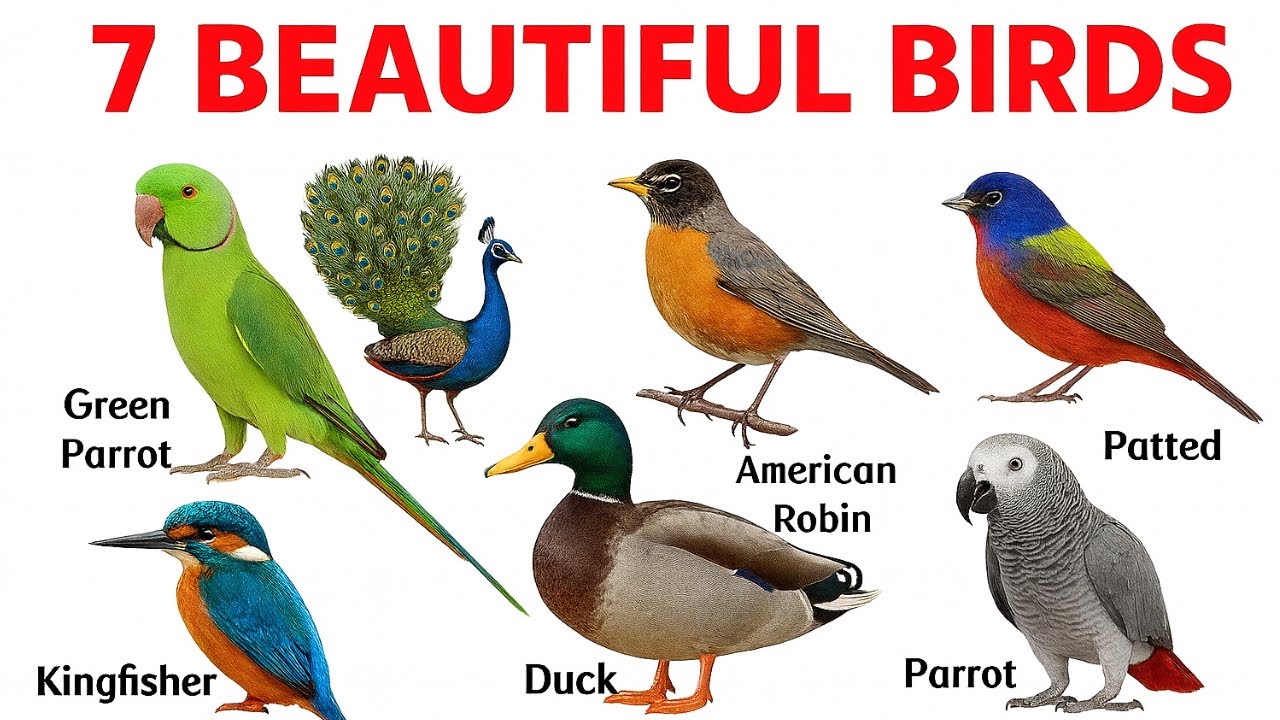 🐦 7 Beautiful Birds Names | Colourful Birds for Kids | Bird Names in ...