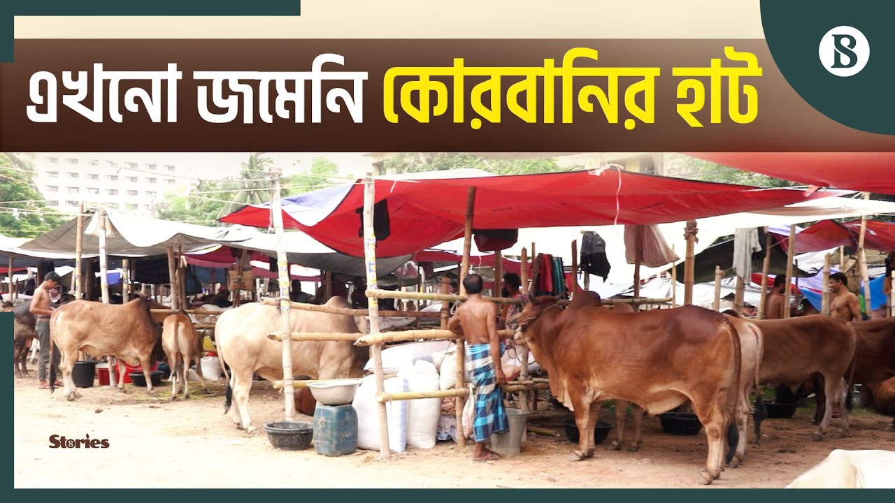 গরুর দাম বেশ চড়া বলছেন ক্রেতারা | Qurbani Cow Haat 2024 | Cow Price ...