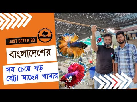 Farm Visit Just Betta Bd Roman Akash ।। One of the Biggest Betta breeder in Bangladesh।। # ...