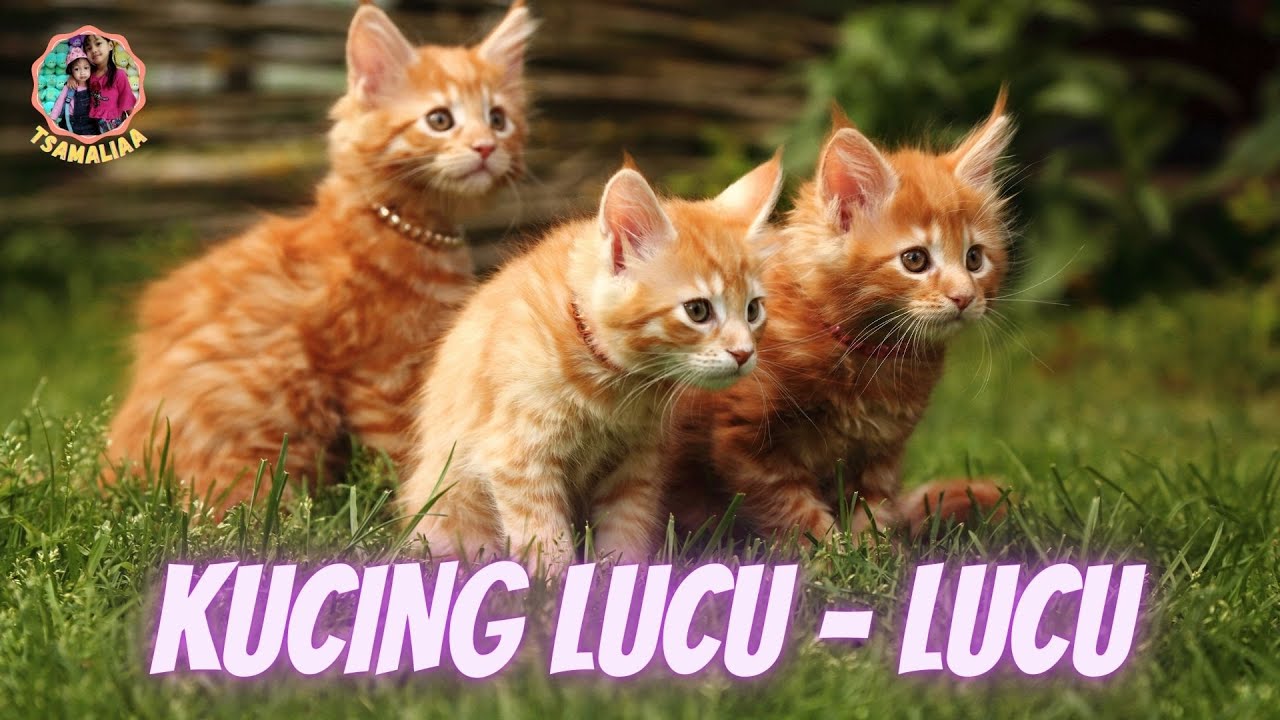 Kucing Comel Warna Warni