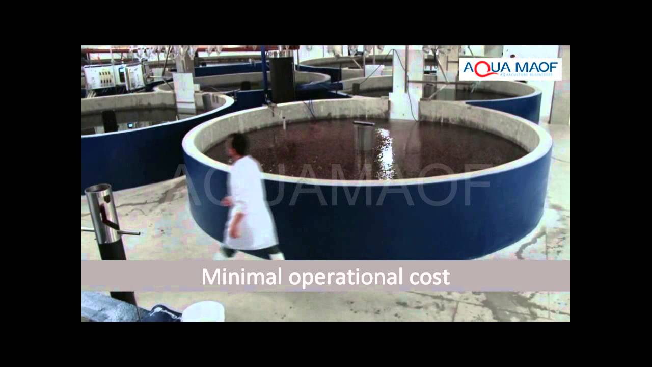 RAS Recycling Aquaculture System - AquaProcess - YouTube