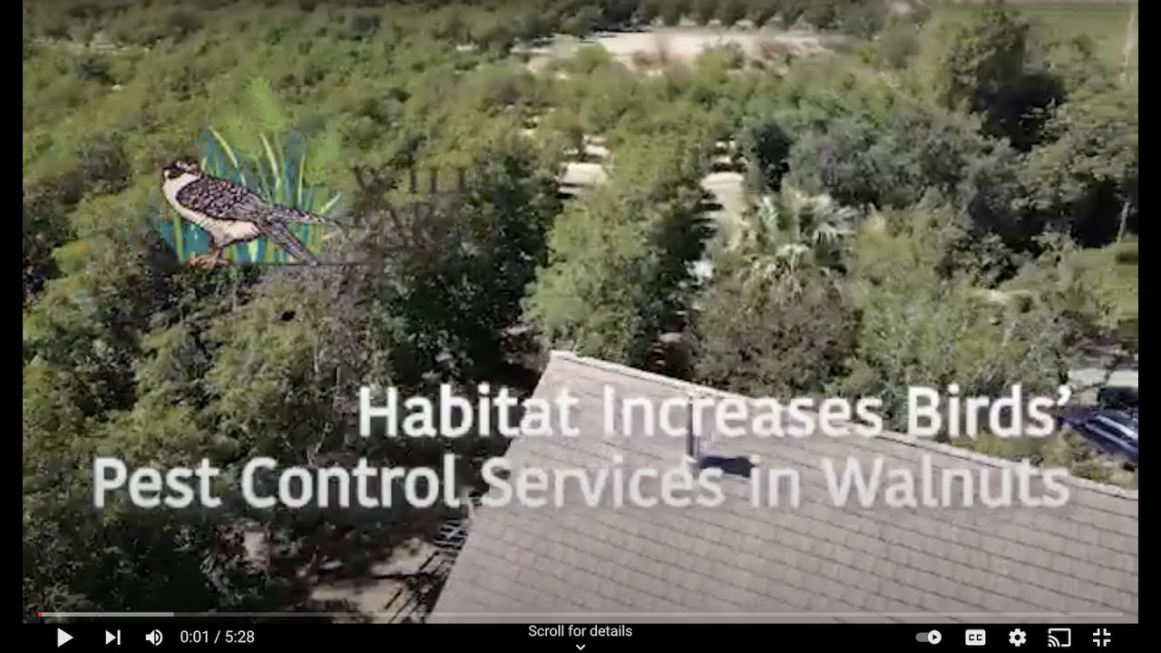 Habitat Increases Birds' Pest Control Services in Walnuts - YouTube
