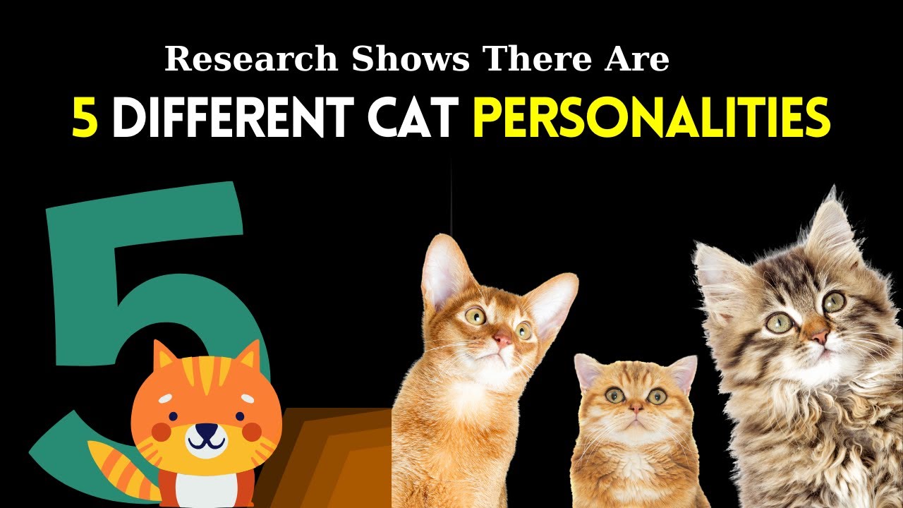Research Shows There Are 5 Different Cat Personalities | Five Key ...