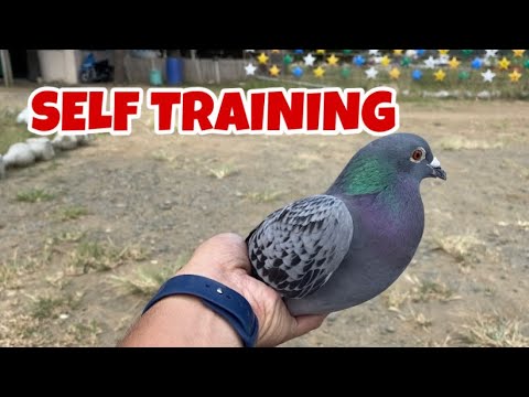 SELF TRAINING SA 80 KILOMETERS |Reggie Cruz Loft & Aviary # ...