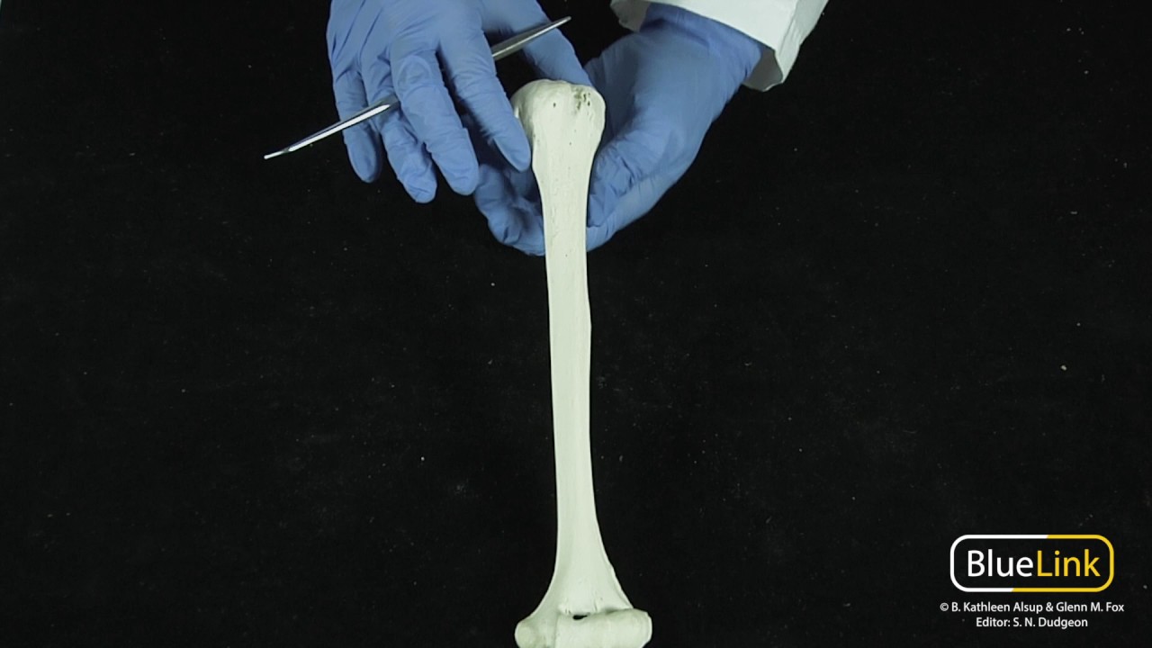 Humerus - YouTube