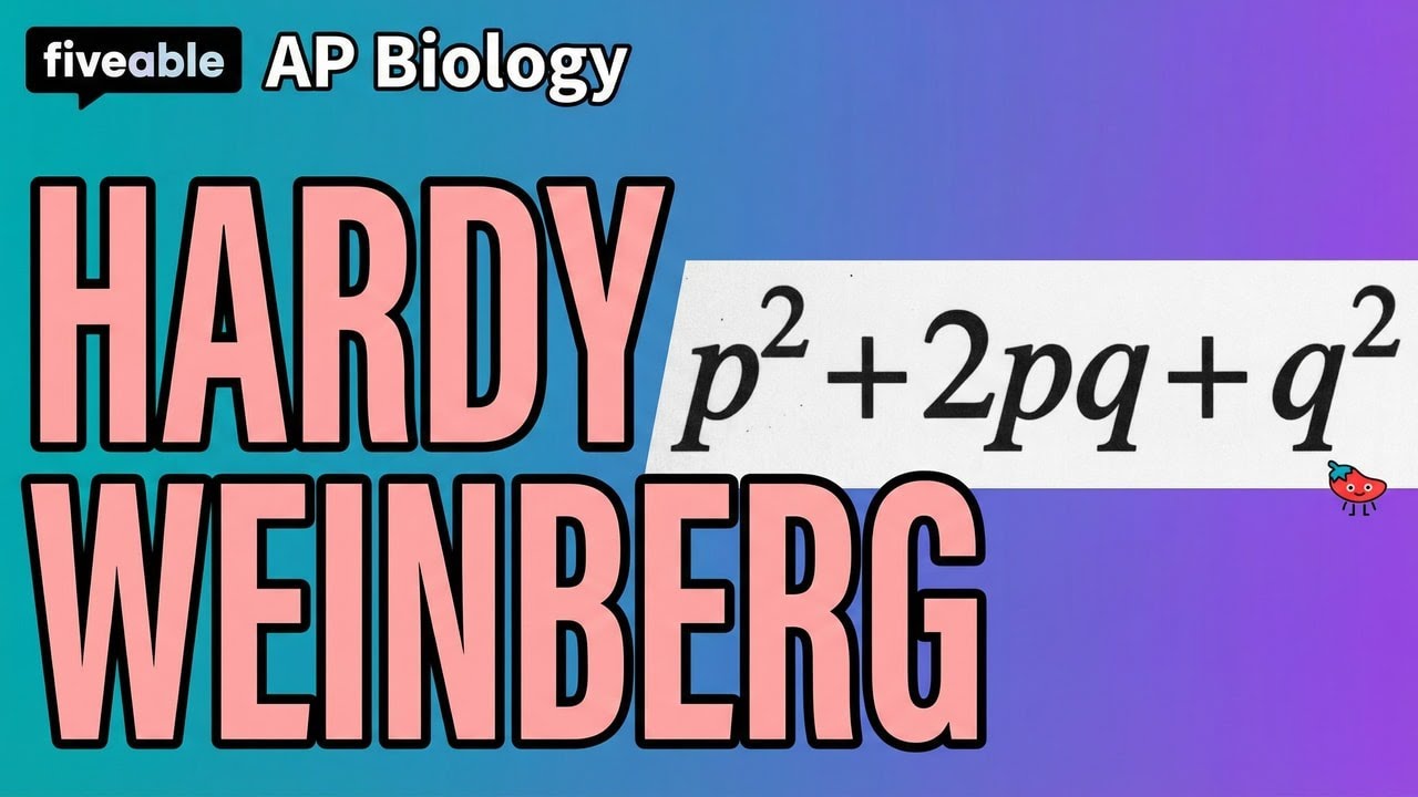 AP Biology - Hardy-Weinberg Equilibrium & Calculations - YouTube