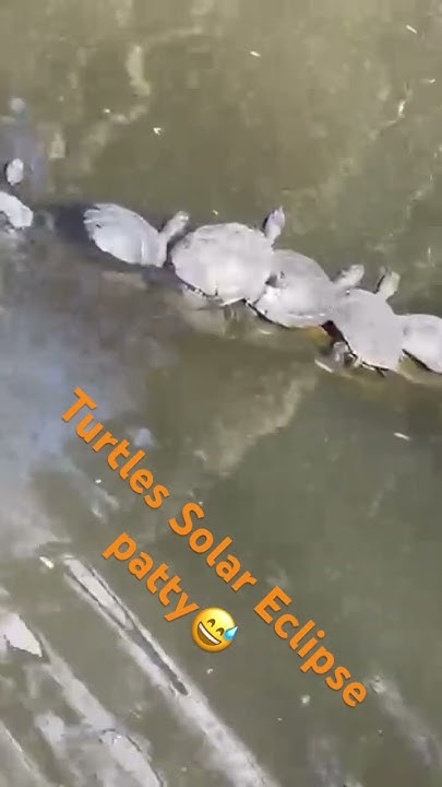 Turtles arriving 4 Solar Eclipse watch Party🤪!! #zoomin - YouTube