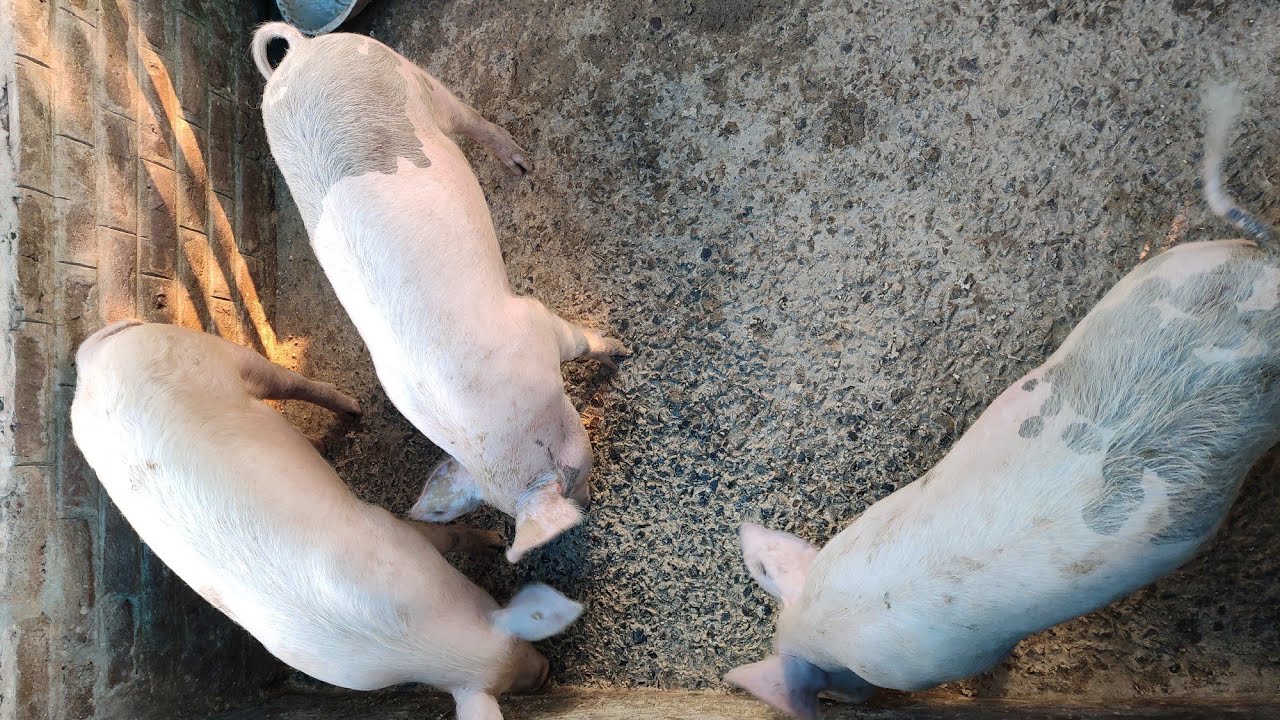 8/10/13/15 days piglets - YouTube
