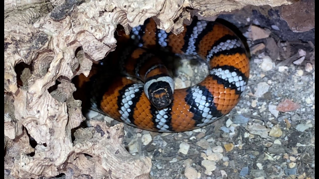 Orange Snake California