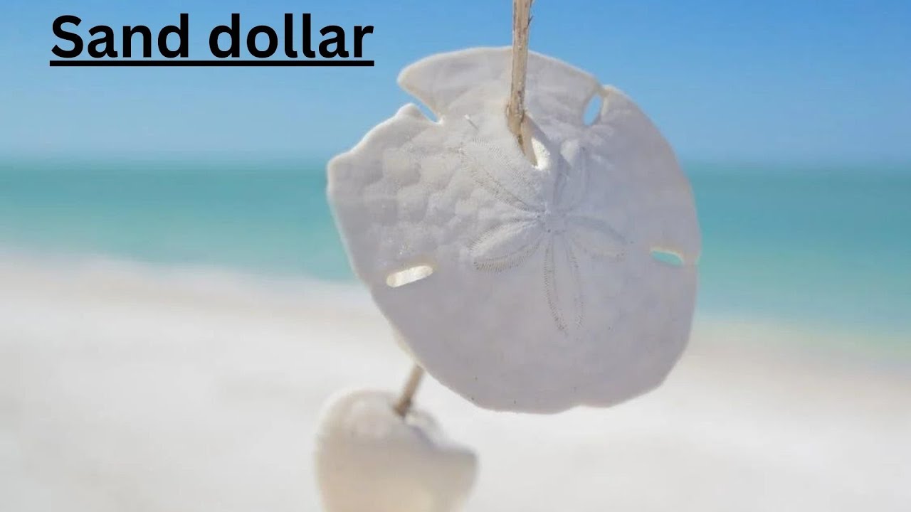 "Discovering the Hidden World of Sand Dollars | Marine Life Exploration ...