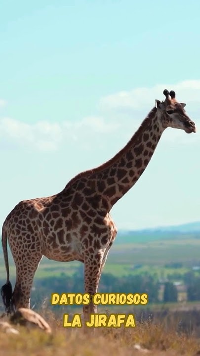 La Jirafa // Datos curiosos sobre este altísimo animal #short #shorts #shortvideo #shortsvideo ...