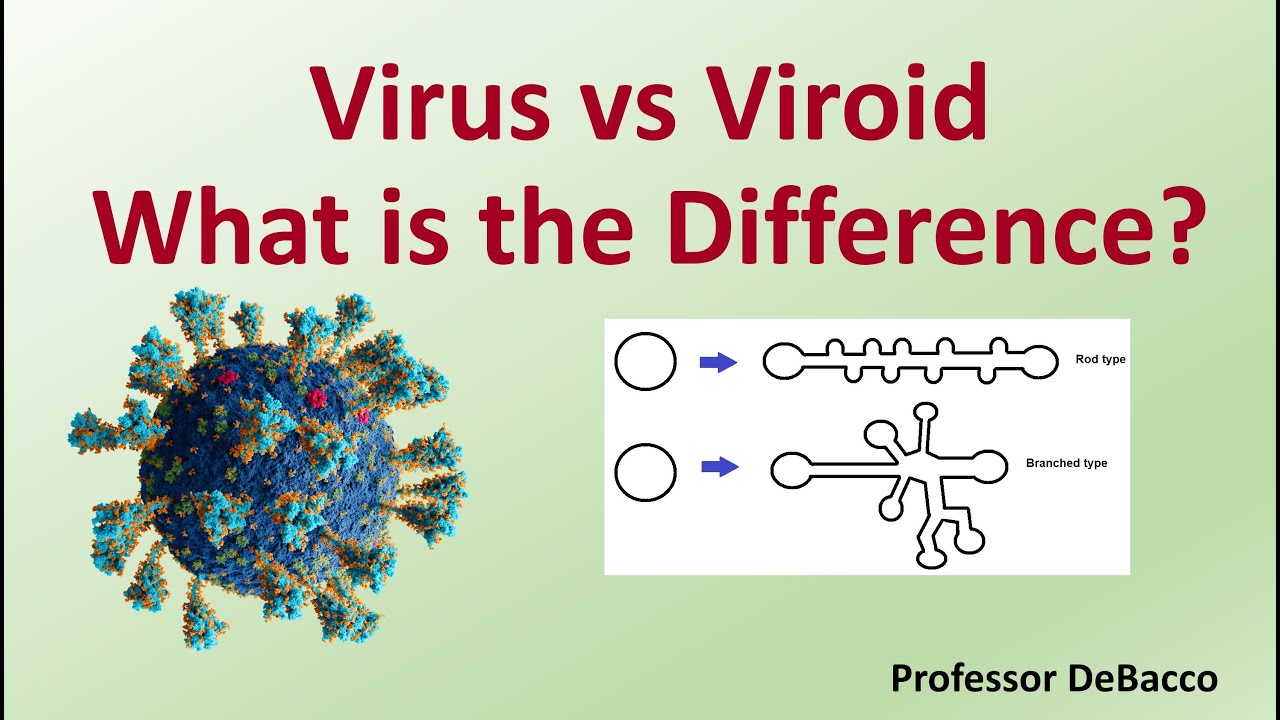 Virus vs Viroid What is the Difference - YouTube