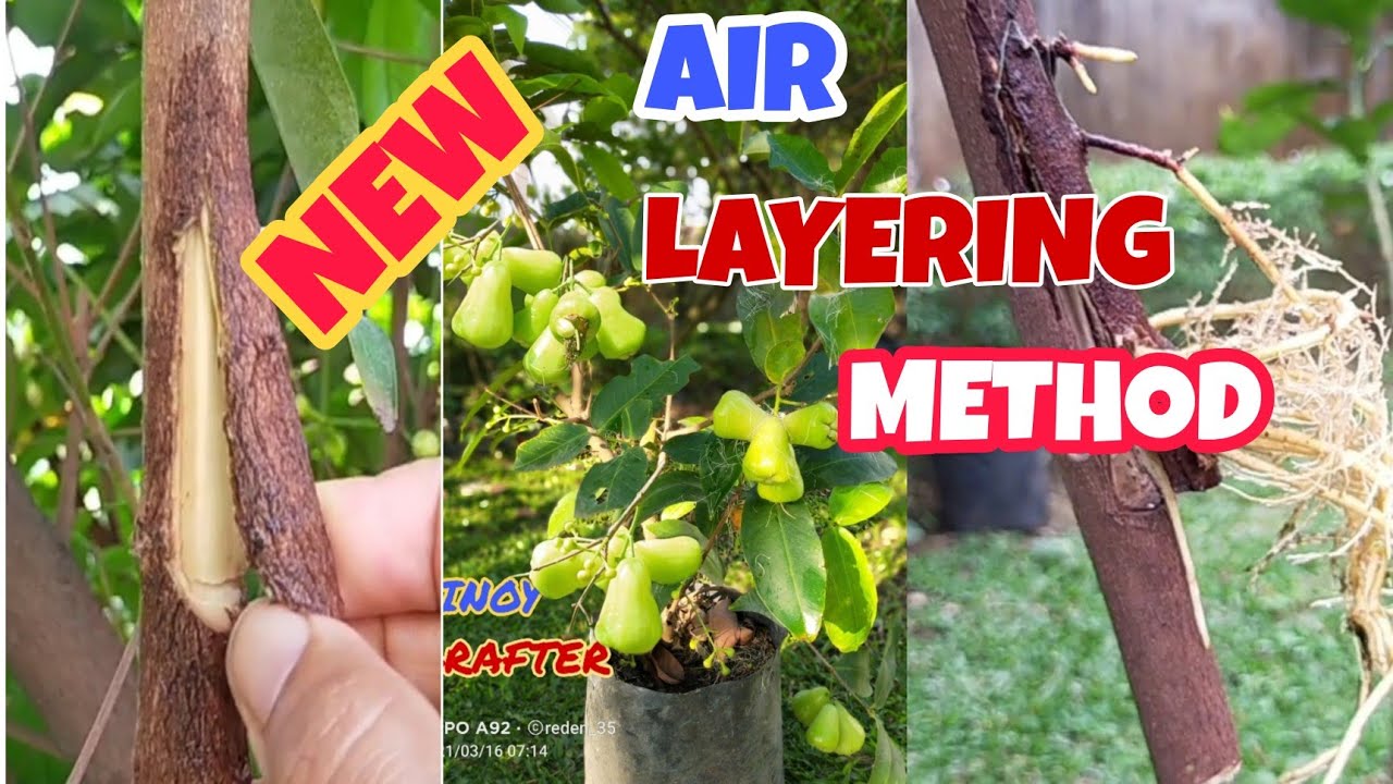 WATER MARCOTING Apple, Mango, Guava, Avocado, Lansones, Tamarind etc ...