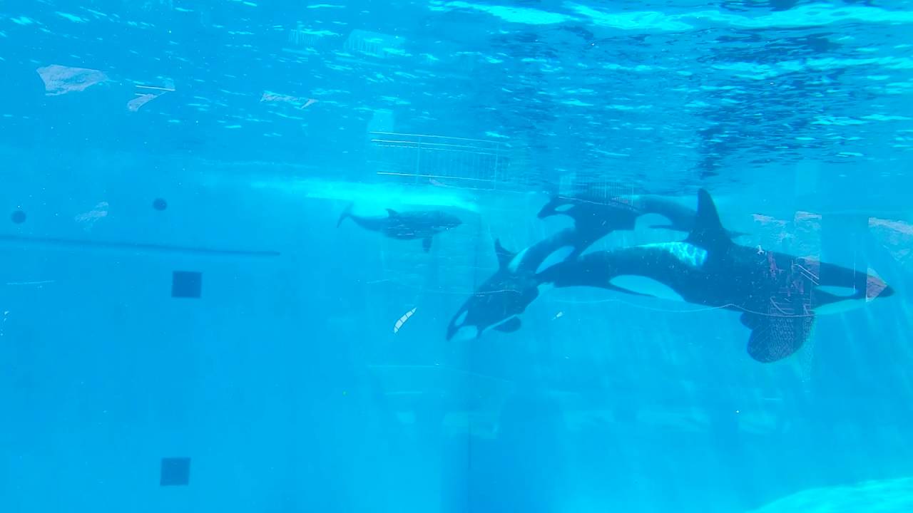 Repetitive head nudging video2 seaworld San Diego - YouTube