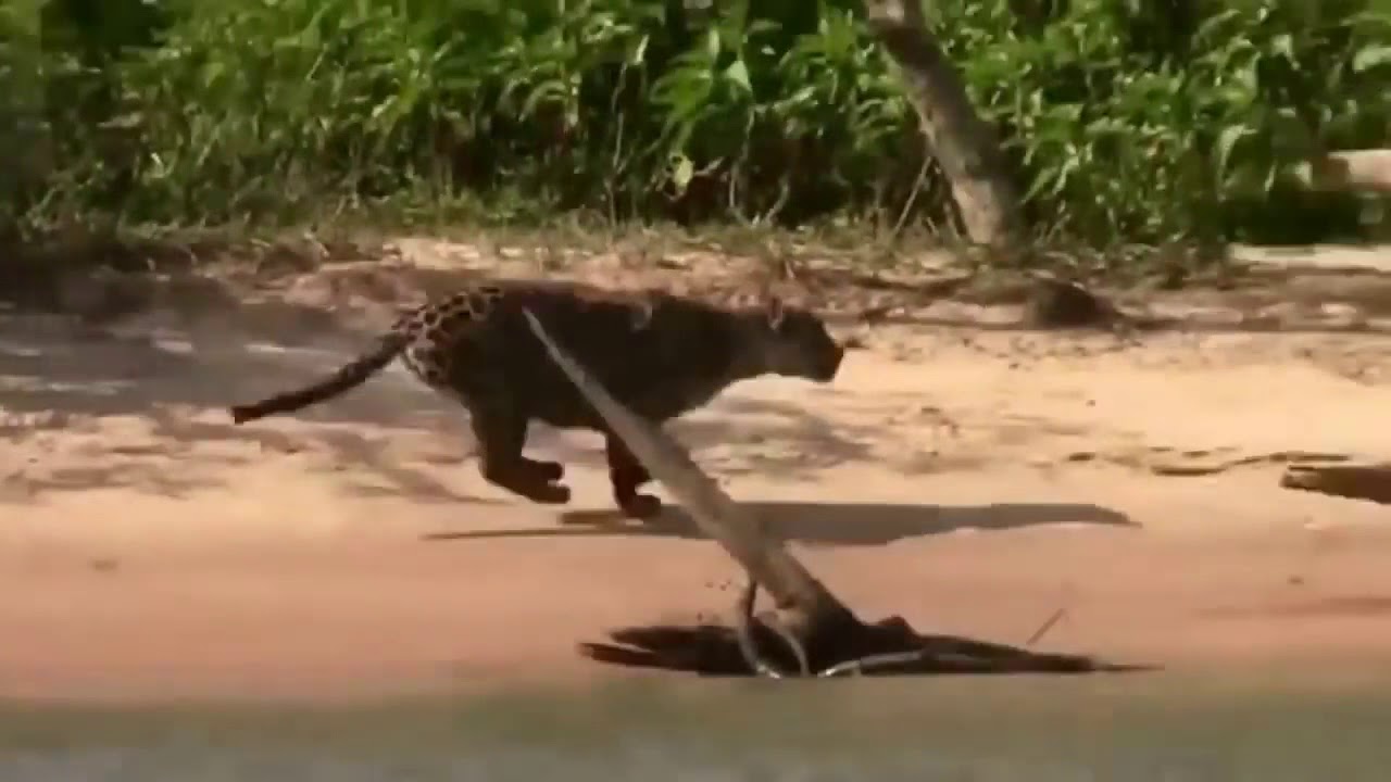 Jaguar attacking a capybara 'Jaguar attacks capybara ' Z5yf7s46v7U ...