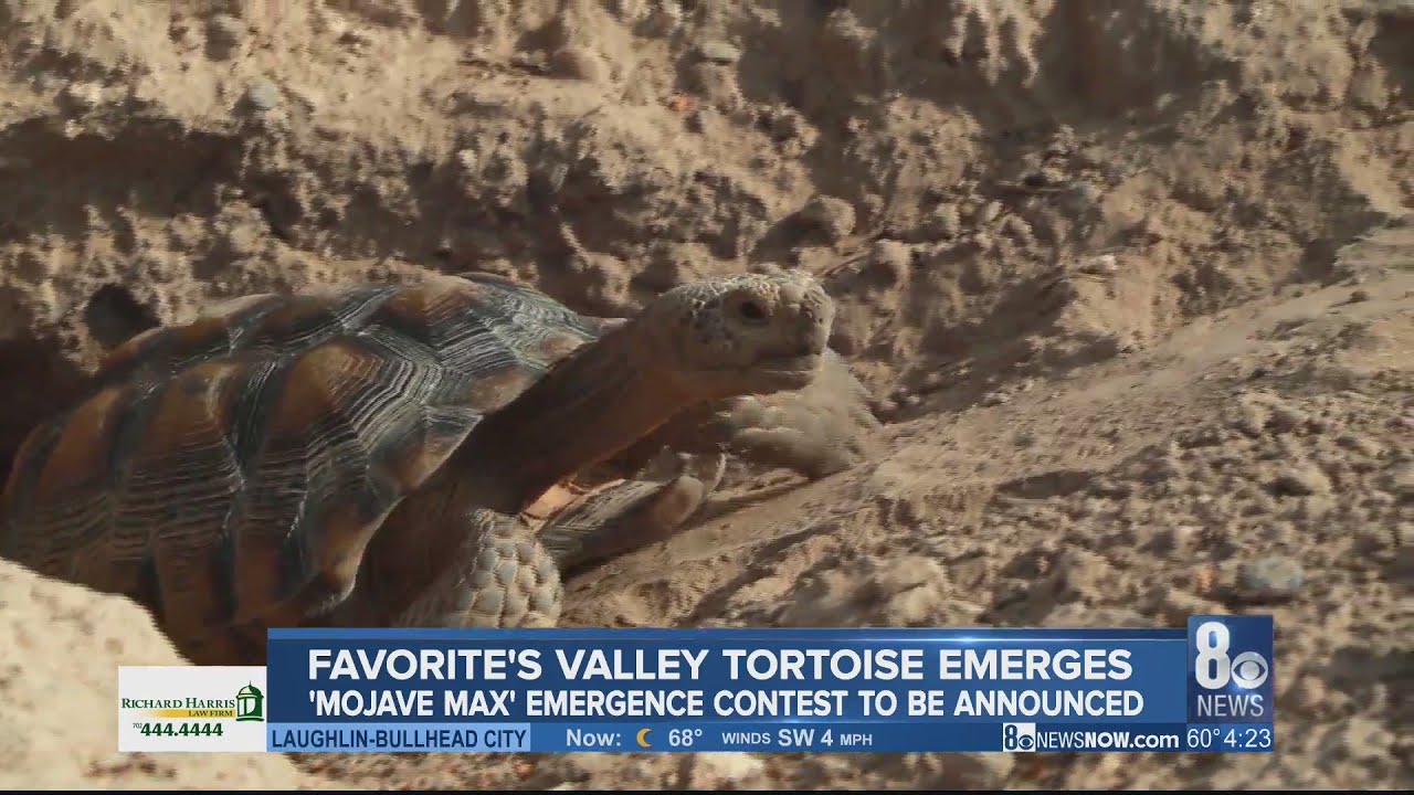 The desert tortoise, Mojave Max, has woken up from his long winter's ...