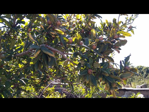 Beyti Beytulov Mutlu   Bahçelerde muşmula  1080p