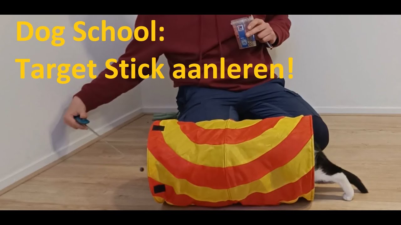 Dog School: Target Stick aanleren - YouTube