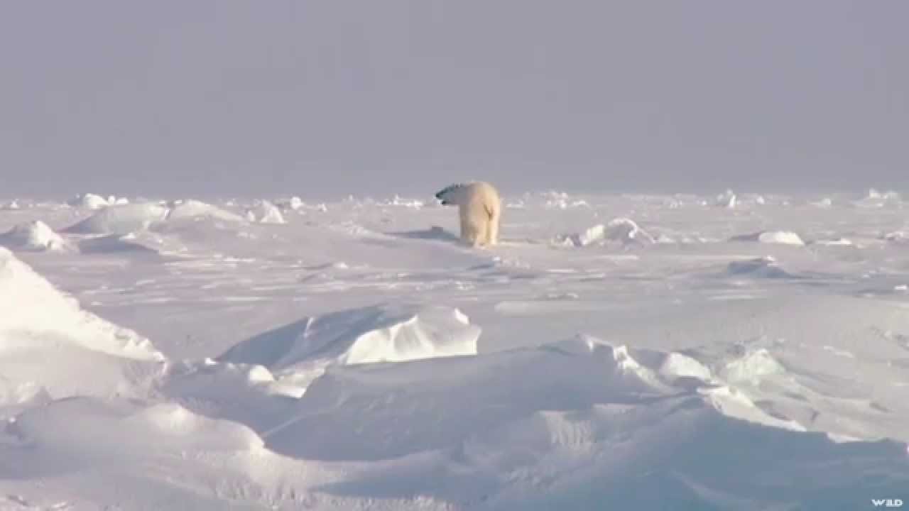 Hunting Polar Bear in Nunavut - YouTube