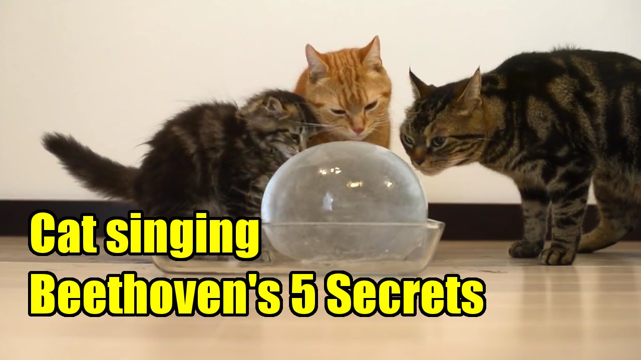 Beethoven and OneRepublic: 5 Secrets (Squeal Cat cover) - YouTube