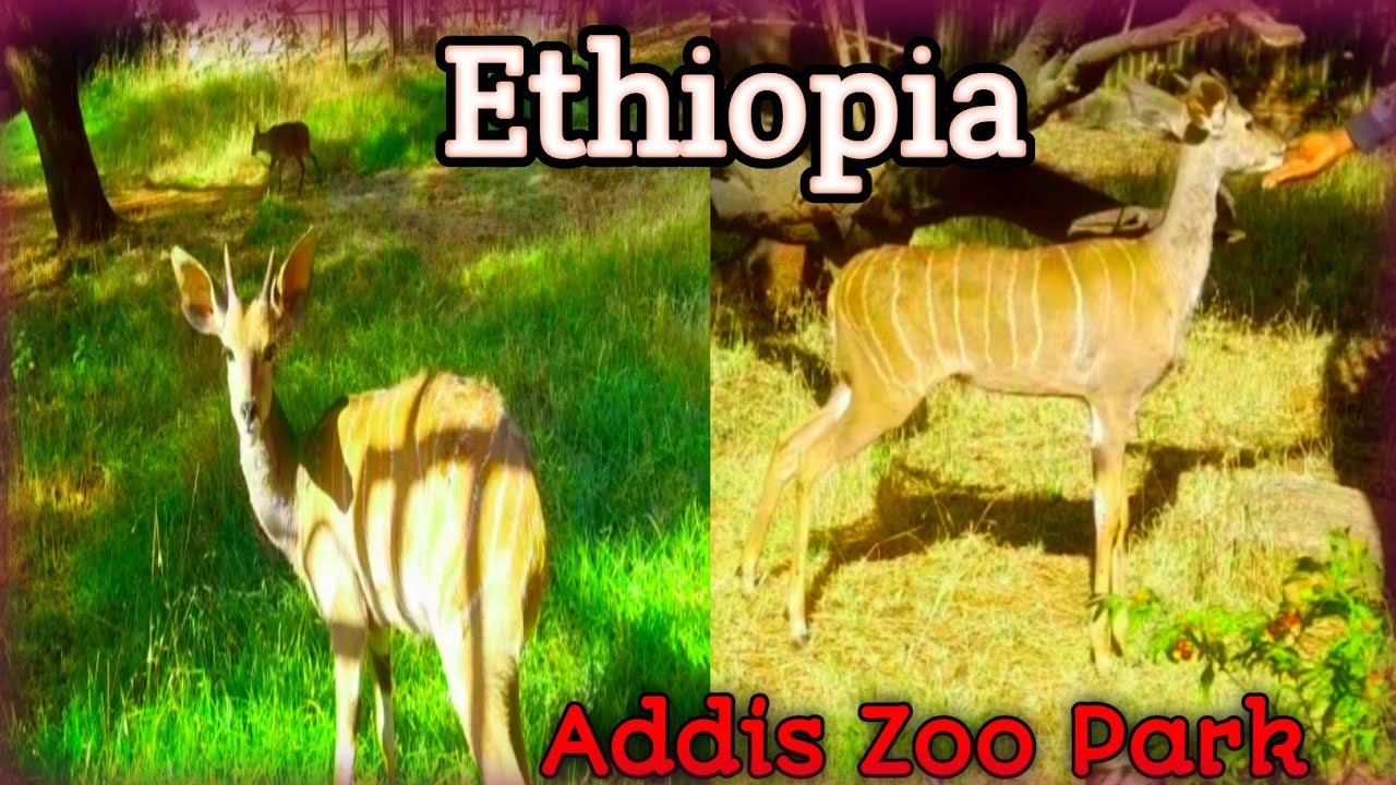 አዲስ አበባ 5ኪሎ አንበሳ ግቢ ፓርክ | Addis Ababa Lion Zoo Park #addisababa # ...