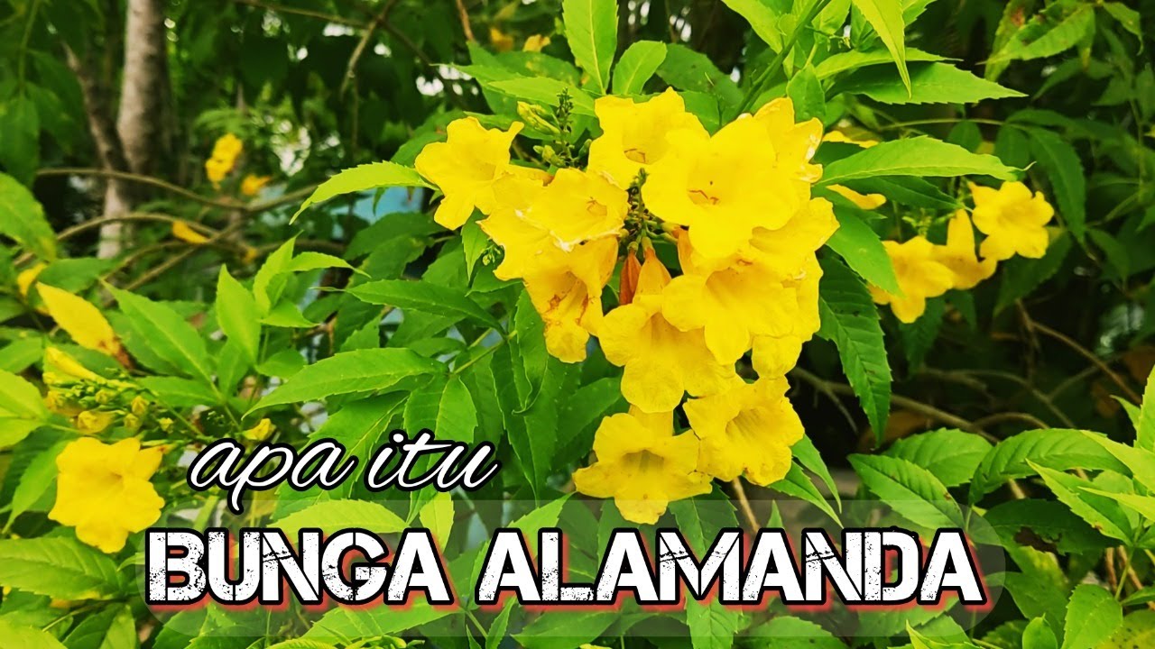Mengenal apa itu Bunga Alamanda - YouTube