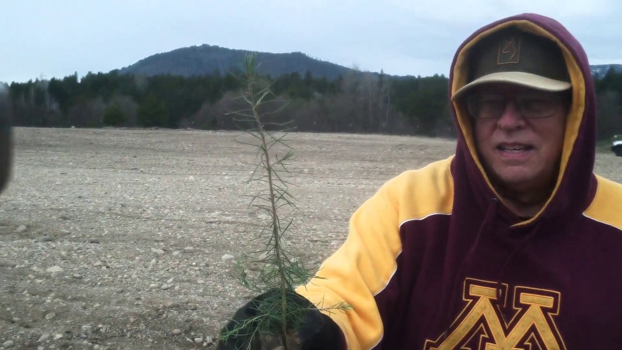 Planting Doug Fir 56 through 70 - YouTube