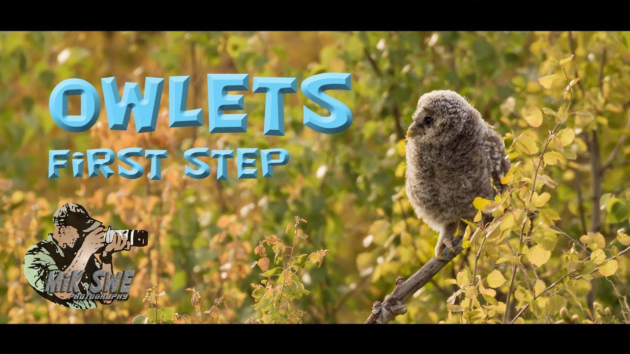 Bird photography - Ural Owlet take its first step in to the wild - YouTube