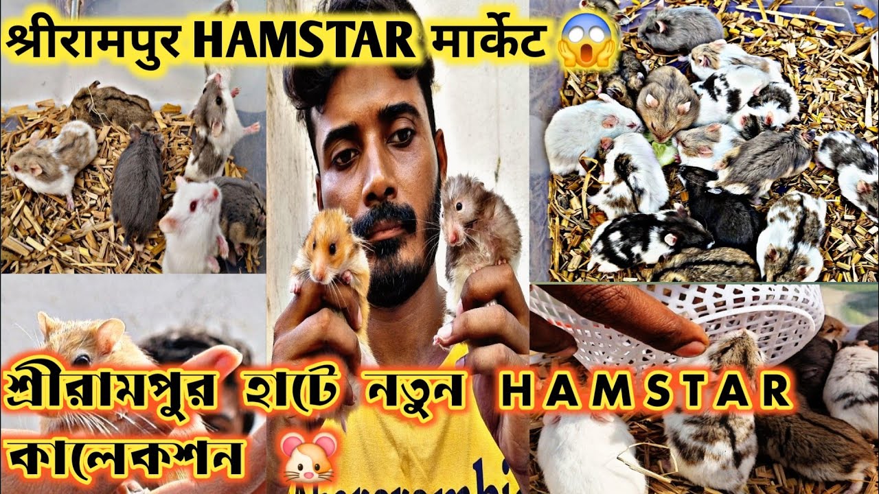 श्रीरामपुर Hamstar मार्केट 🐹 শ্রীরামপুর হাটে সস্তায় হামস্টার 😱 ...