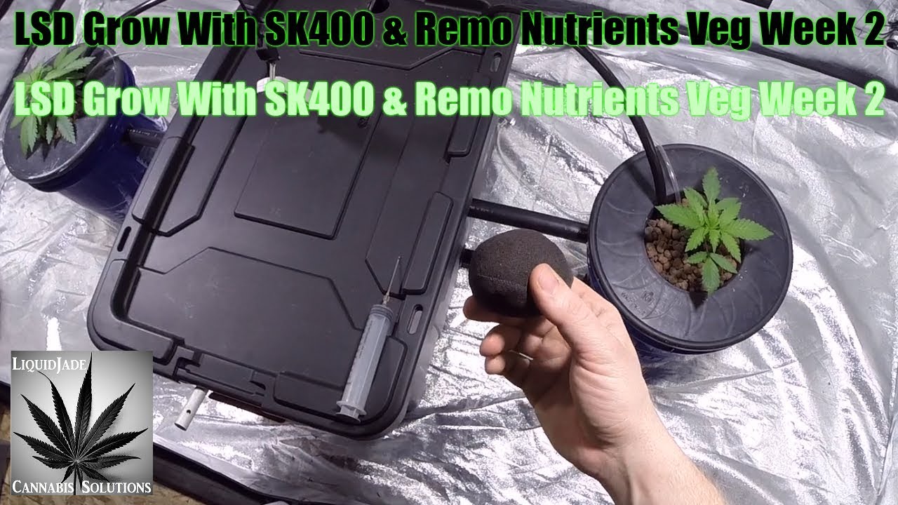 LSD Grow With SK400 & Remo Nutrients Veg Week 2 - YouTube