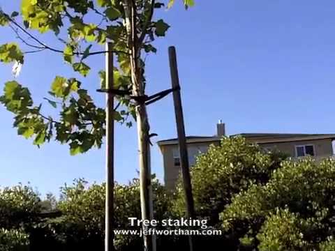 Tree staking - YouTube