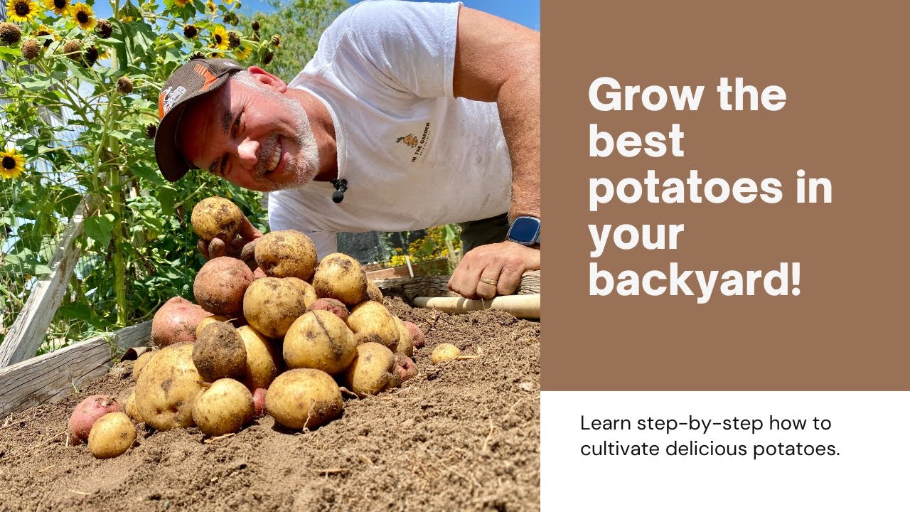 Epic Potato Harvest! | When & How to Harvest Potatoes + Curing Tips ...