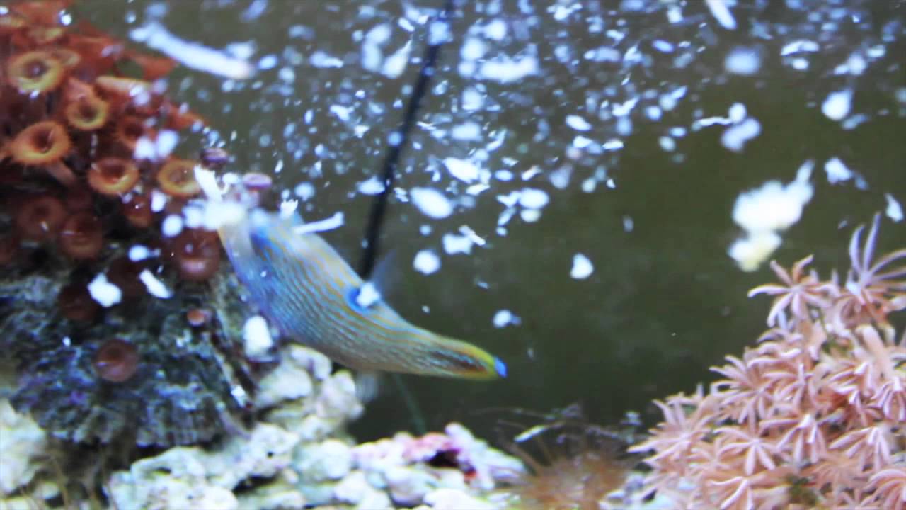 Species Spotlight Season 2 - The Incredible (Blue Spotted Toby) Hulk ...