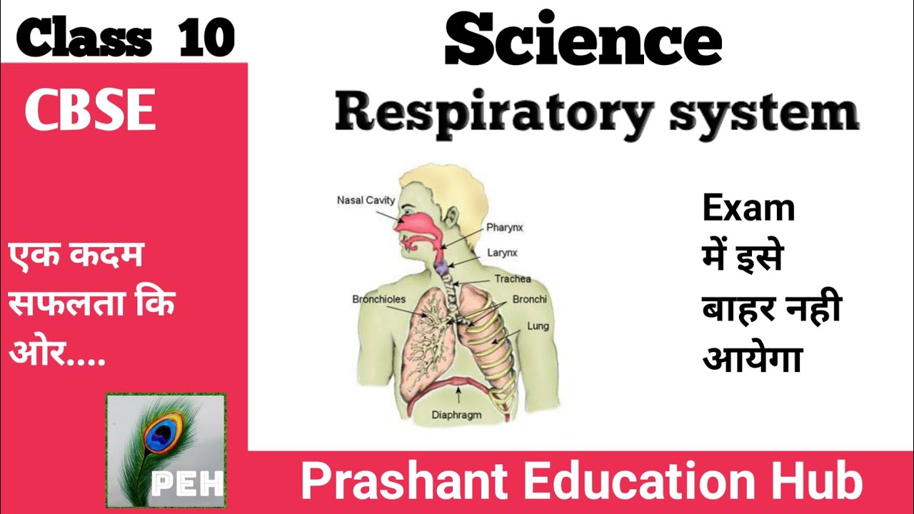 Respiratory system in human beings| class 10 respiration - YouTube