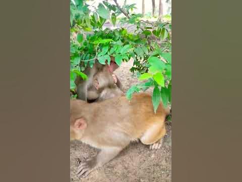 #viral #monkey #trending #short - YouTube