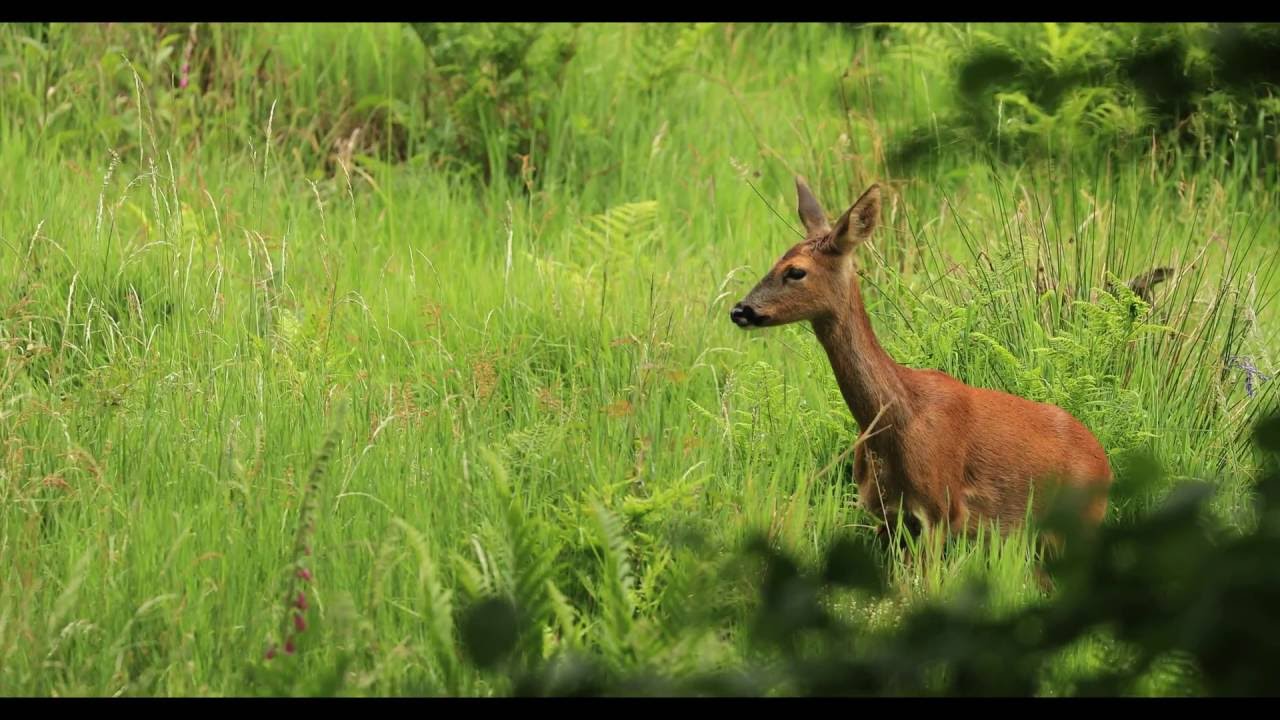 Roe Deer in the Forest of Dean - YouTube