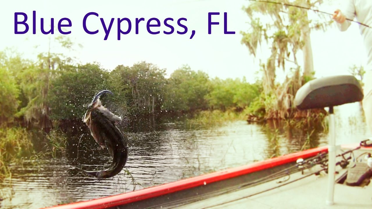 Bass Fishing on Blue Cypress, FL - YouTube