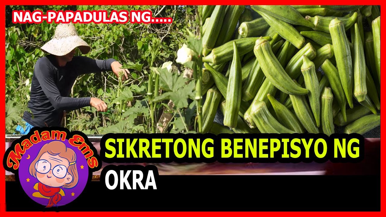 BENEPISYO NG OKRA - KIDNEY STONE, HIGH BLOOD, DIABETES, ACIDIC, BUNTIS ...