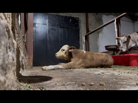 “Doğum Başladı! 🐄 O Anları Saniye Saniye Kameraya Aldım”